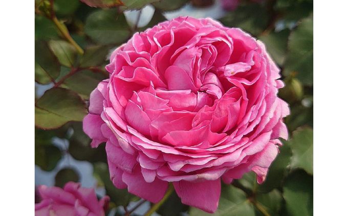 【Apple Roses】バラ苗『メルヘン・クーゲル』新苗育成苗6号ポット植え|JALふるさと納税|JALのマイルがたまるふるさと納税サイト