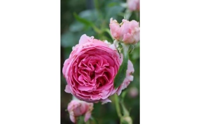 【Apple Roses】バラ苗 ‘ラブ・シック’ 新苗6号ポット植え|JALふるさと納税|JALのマイルがたまるふるさと納税サイト