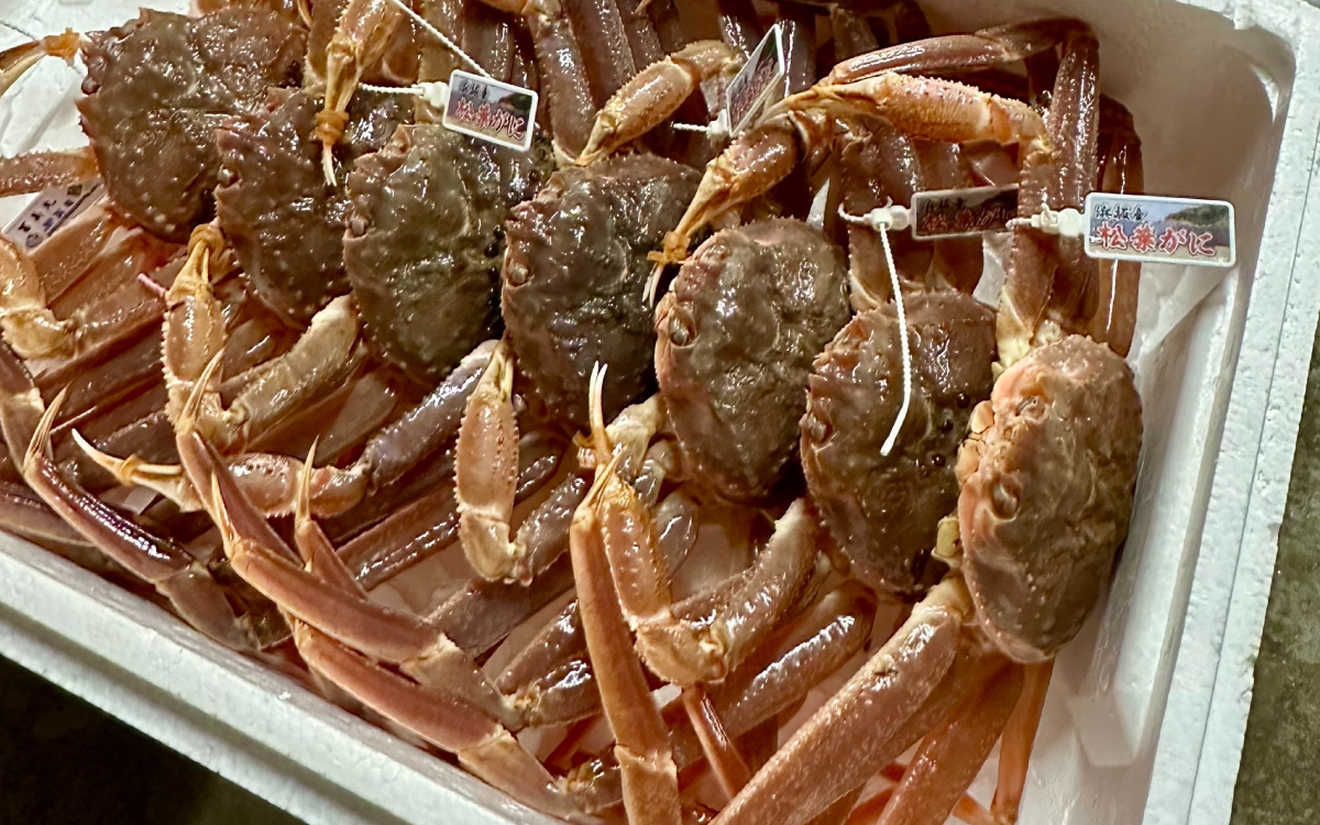 松葉がに 500～700g (ボイル)／蟹 ズワイガニ 浜坂漁港 タグ付き 無添加 日本海 魚介類 新鮮 塩茹で 上品な甘み 海鮮 海の幸 かに 国産 冷凍｜JALふるさと納税サイト