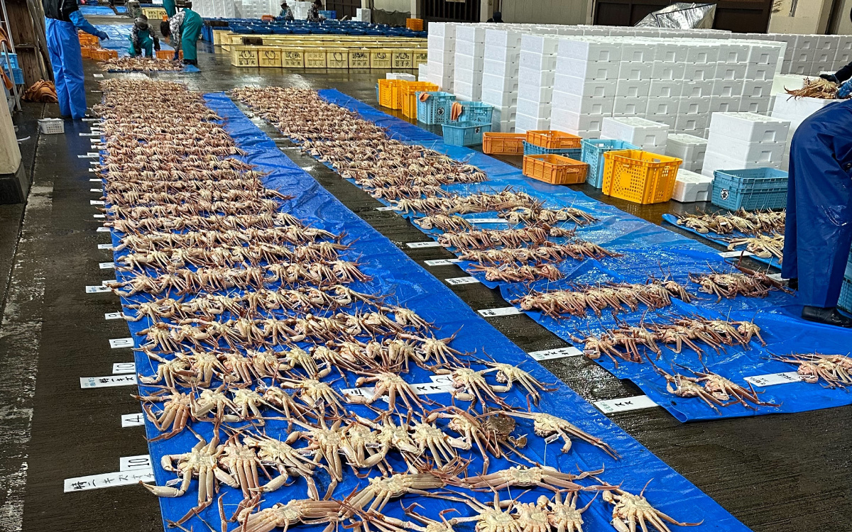 松葉がに 500～700g (ボイル)／蟹 ズワイガニ 浜坂漁港 タグ付き 無添加 日本海 魚介類 新鮮 塩茹で 上品な甘み 海鮮 海の幸 かに 国産 冷凍｜JALふるさと納税サイト