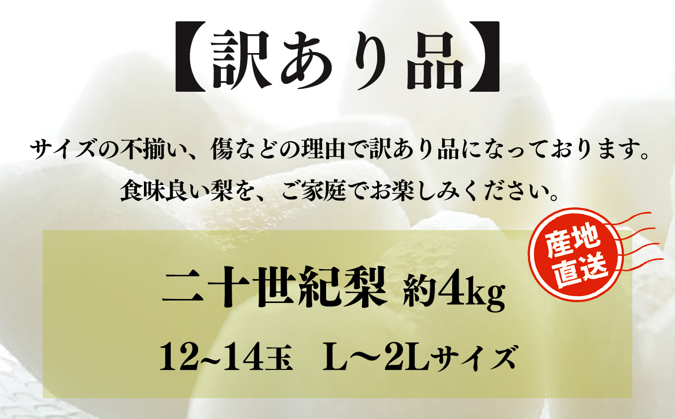 【訳あり】 二十世紀梨 L〜2Lサイズ 12〜14玉 約4kg | フルーツ 果物 くだもの 梨 二十世紀梨 奈良県 大淀町|JALふるさと納税|JALのマイルがたまるふるさと納税サイト