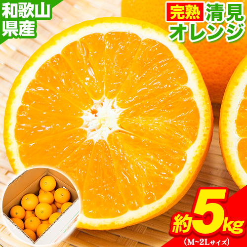 完熟 清見 オレンジ 約5kg M～2Lサイズ 和歌山県産 ひだまりみかん家 《2024年3月中旬-4月中旬頃より順次出荷》清見 オレンジ みかん 旬 蜜柑 ミカン 5キロ 柑橘 果物 ...