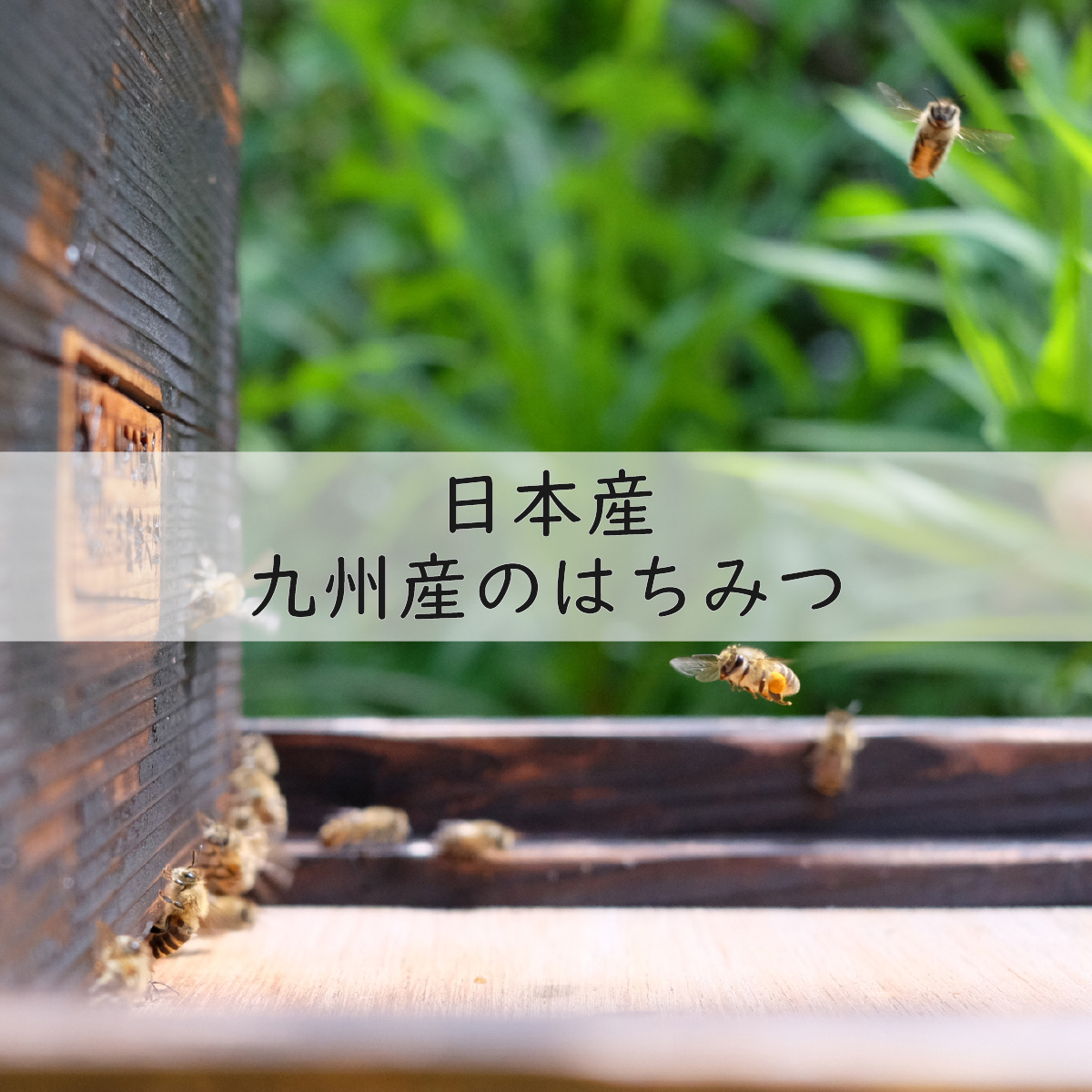 梅干し 無添加 訳あり はちみつ梅干1kg（500g×2） 紀州梅香 ｜ 和歌山 みなべ町 梅干し ウメ 梅 梅干 南高梅 減塩｜JALふるさと納税サイト