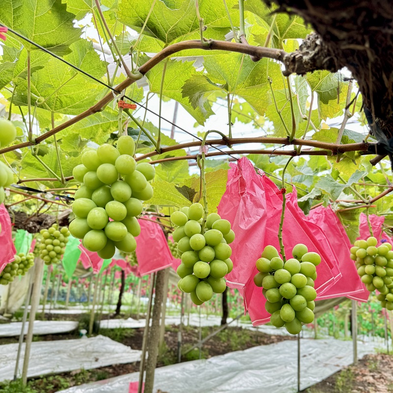 ぶどう 農家こだわりのシャインマスカット＆ハート型のマイハート 合計約1.0kg ブドウ 葡萄 岡山県産 国産 フルーツ 果物 ギフト 【 Nini farm 農家 直送 】|JALふるさと ...