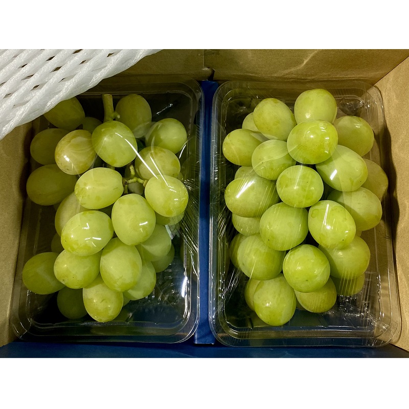 ぶどう 2025年 先行予約 【平均糖度20度】農家こだわりの シャインマスカット ご家庭用パック 合計約800g ブドウ 葡萄 岡山県産 国産 フルーツ 果物 ギフト 【 Nini farm ...