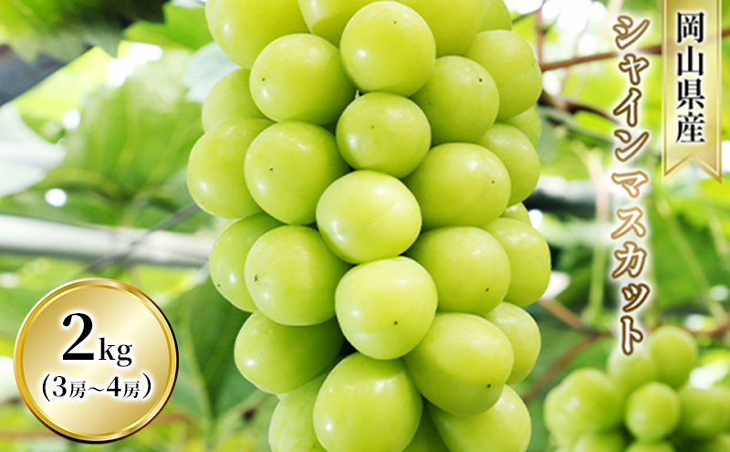 ぶどう シャインマスカット 2kg 3房～4房 1房 約500g～600g 葡萄 フルーツ 岡山 高梁市産 赤迫農園 2025年 先行予約|JALふるさと納税|JALのマイルがたまるふるさと納税サイト
