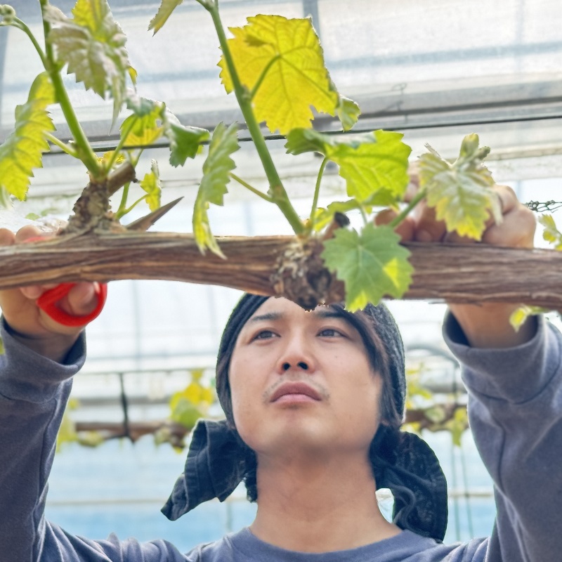 ぶどう 2025年 先行予約 【平均糖度20度】農家こだわりの シャインマスカット ご家庭用パック 合計約800g ブドウ 葡萄 岡山県産 国産 フルーツ 果物 ギフト 【 Nini farm ...