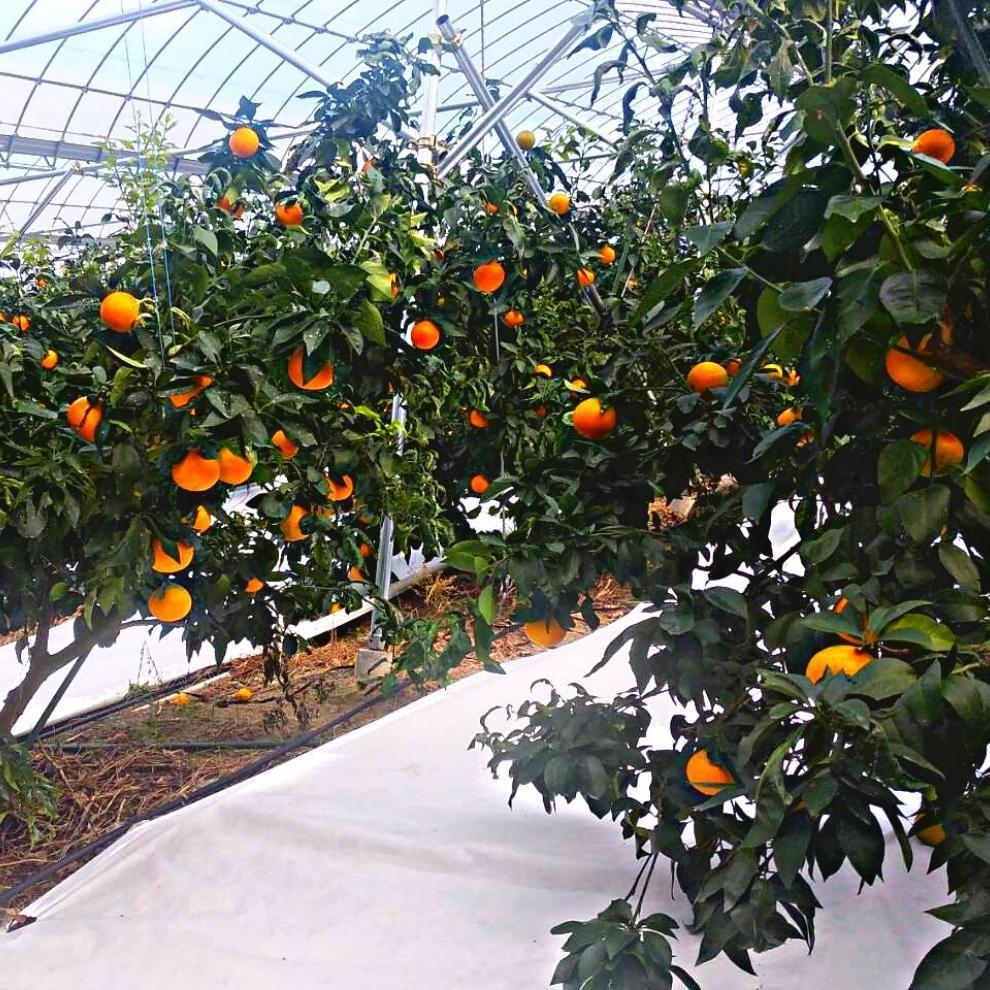 【早期予約受付中！2025年12月〜順次発送】【愛果28号】約 2.8kg (良品) 愛媛県産 みかん 蜜柑 オレンジ 柑橘 果物 フルーツ ...