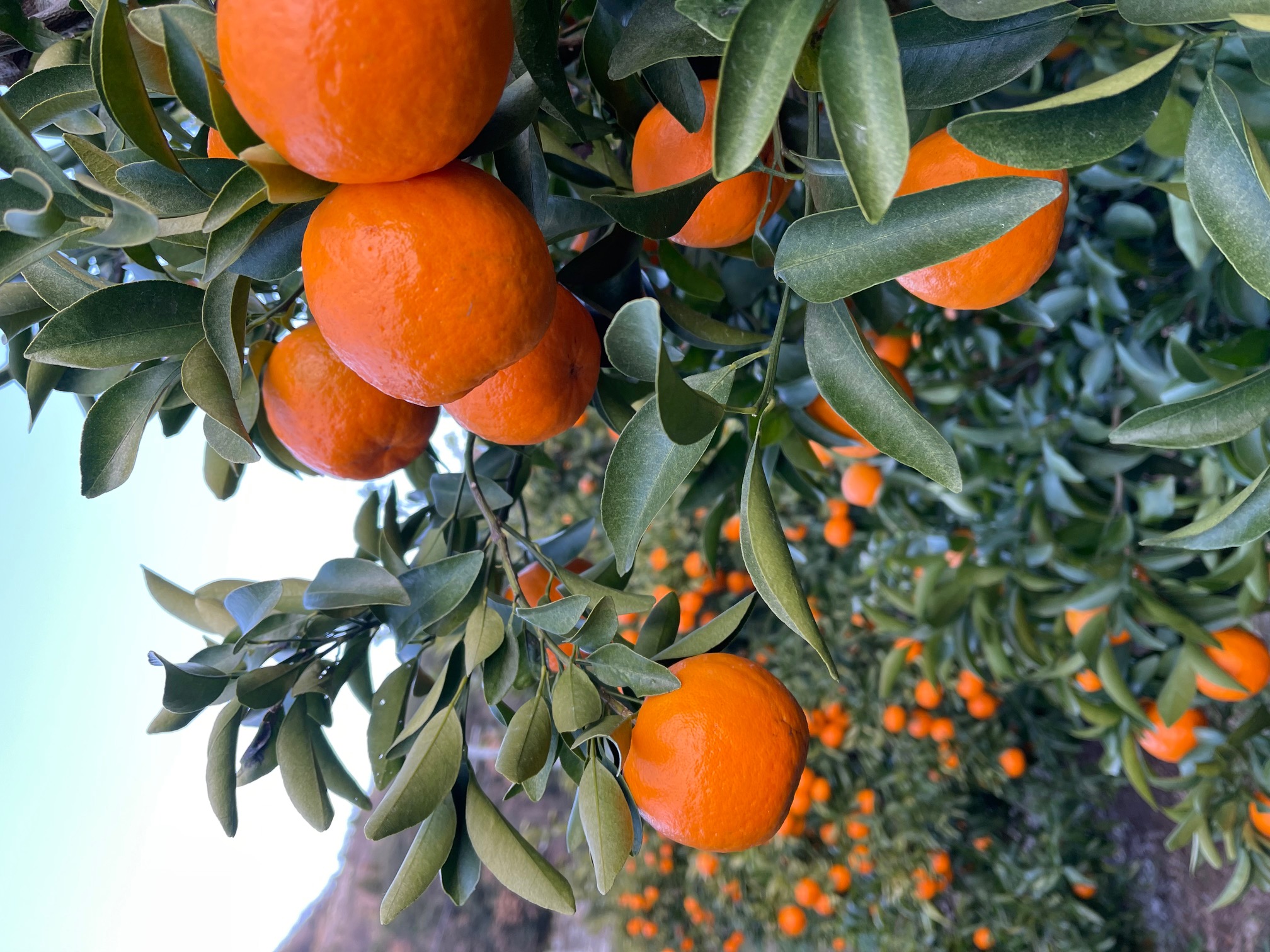 愛媛県西予市明浜産 浜のみかん屋直送 ポンカン（5kg）|JALふるさと納税|JALのマイルがたまるふるさと納税サイト