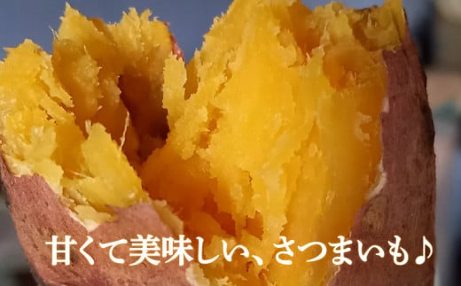 熟成 紅はるか 5kg M-Lサイズ さつまいも いも 低温熟成 完全熟成収穫 甘い 糖度 焼き芋 やきいも スイートポテト おやつ 高糖度 料理 国産 愛媛県 愛南町青果市場|JALふるさと ...