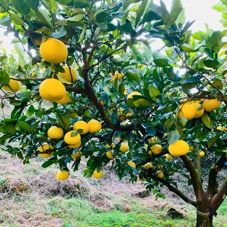 小松農園の土佐文旦 大玉 贈答用(約5kg)｜JALふるさと納税サイト