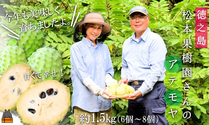 ～驚きの糖度が人気！～徳之島 松本果樹園さんのアテモヤ（約1.5kg）｜JALふるさと納税サイト