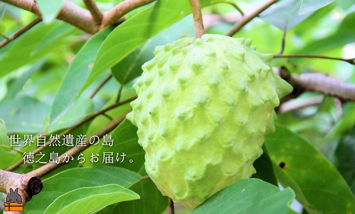 ～驚きの糖度が人気！～徳之島 松本果樹園さんのアテモヤ（約1.5kg）｜JALふるさと納税サイト