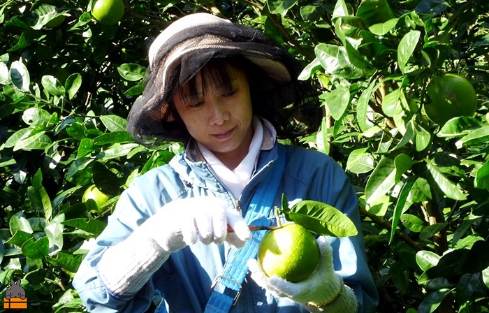 ～香り良く果汁溢れる～徳之島 松本果樹園さんの“きんこうじみかん”（5kg）|JALのマイルがたまるふるさと納税サイト